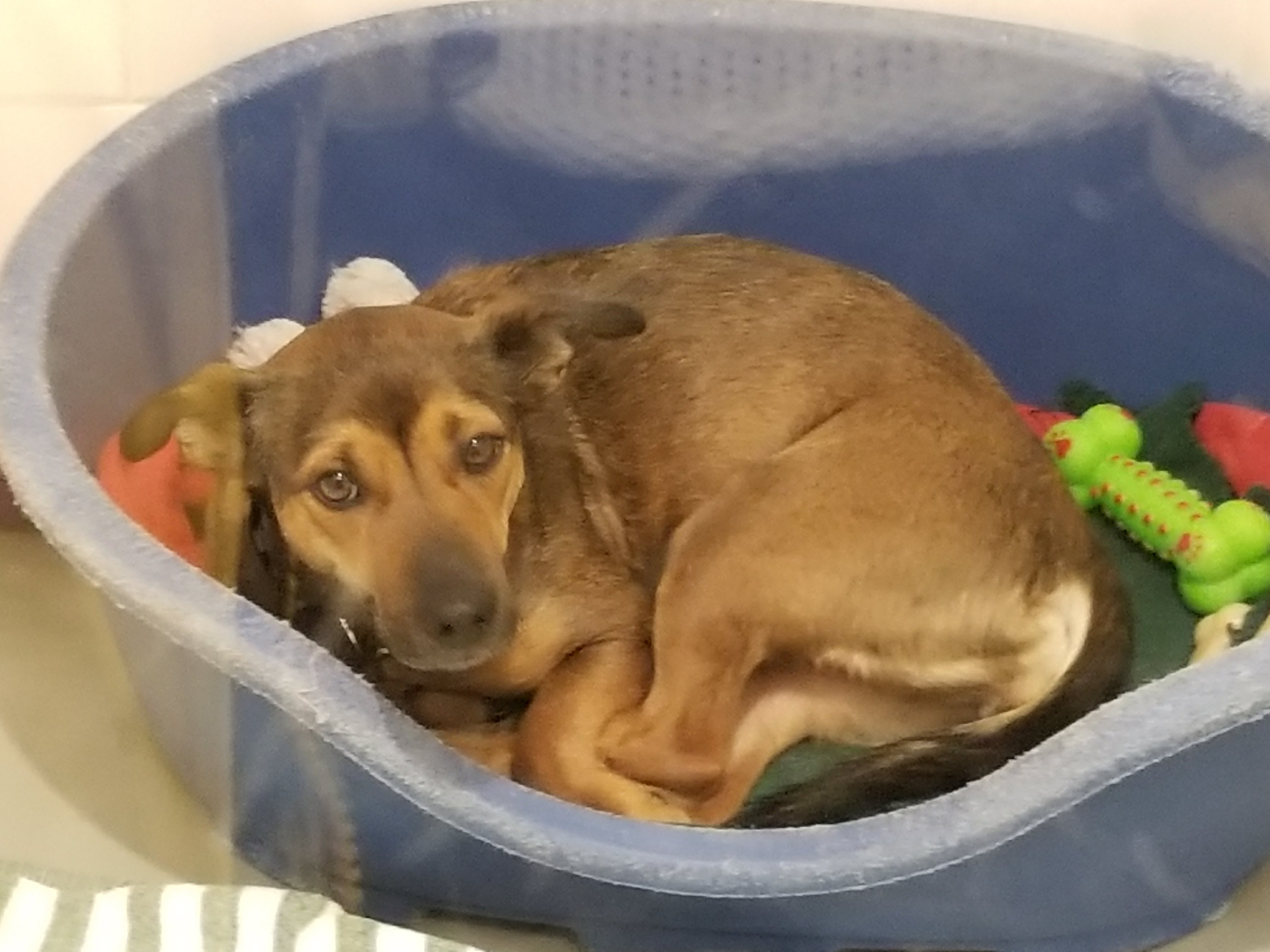 Dog Update! Slight Improvement | dontcallitbollywood