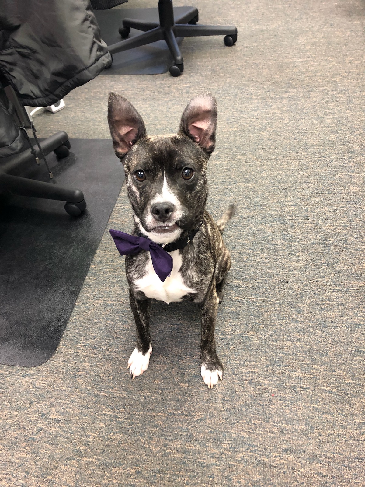 Albie Dog Has a Bow Tie! | dontcallitbollywood