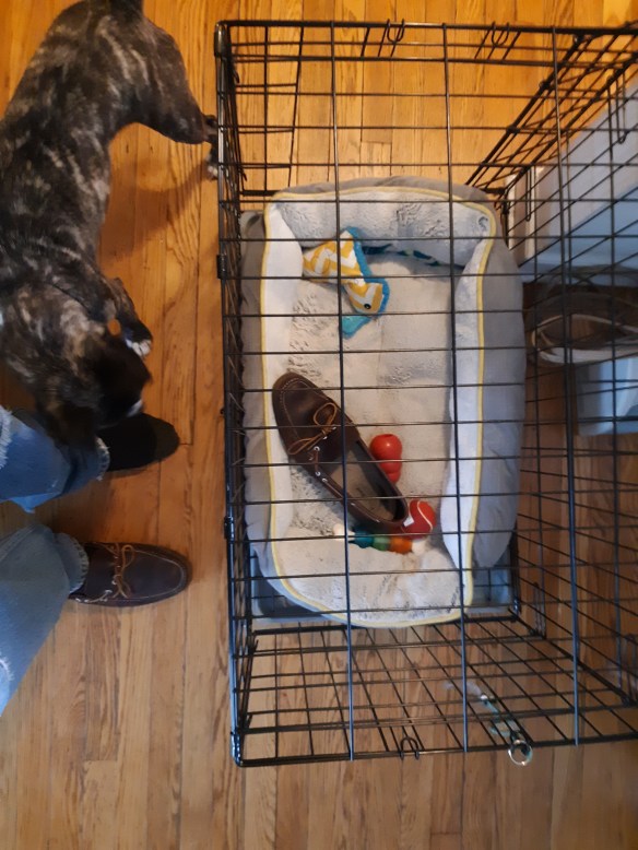 Albie Dog Update (with photos!) | dontcallitbollywood