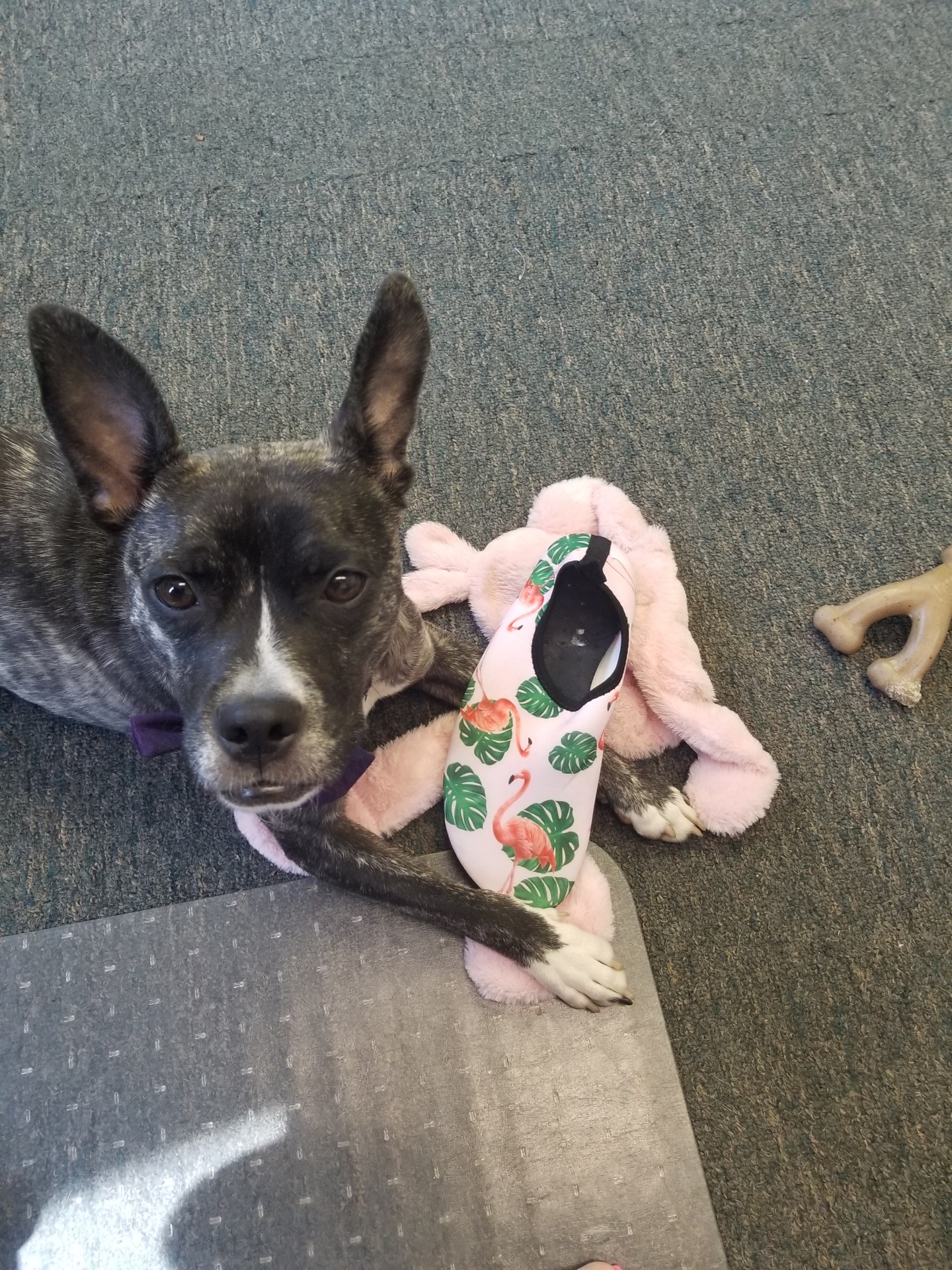 Albie Dog Update (with photos!) | dontcallitbollywood