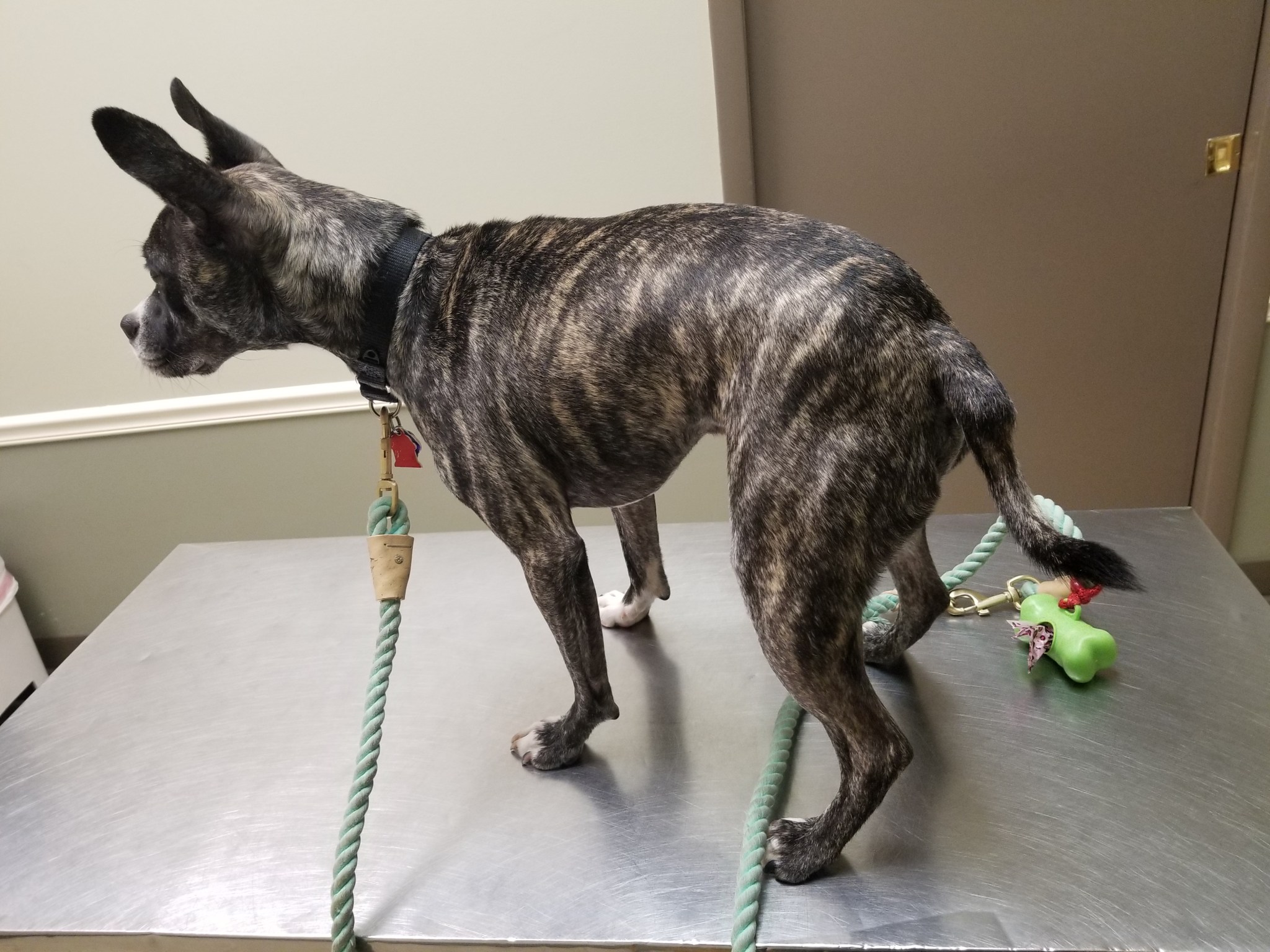 Albie Dog Went to the Vet! | dontcallitbollywood