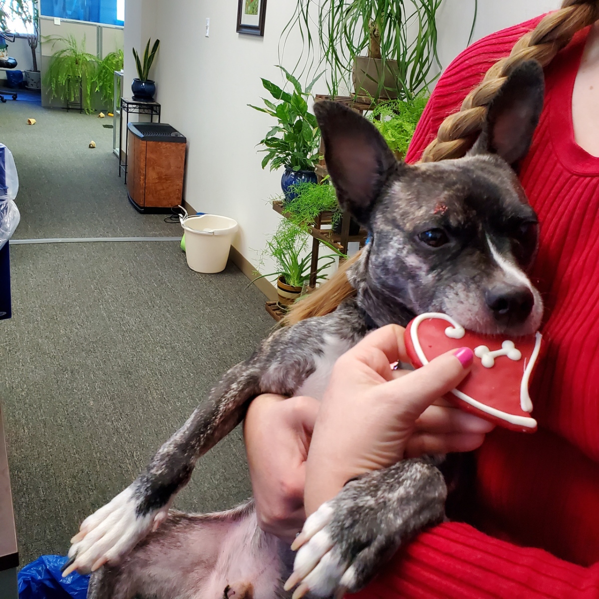 Happy Valentine’s Day from Albie Dog!!!! | dontcallitbollywood