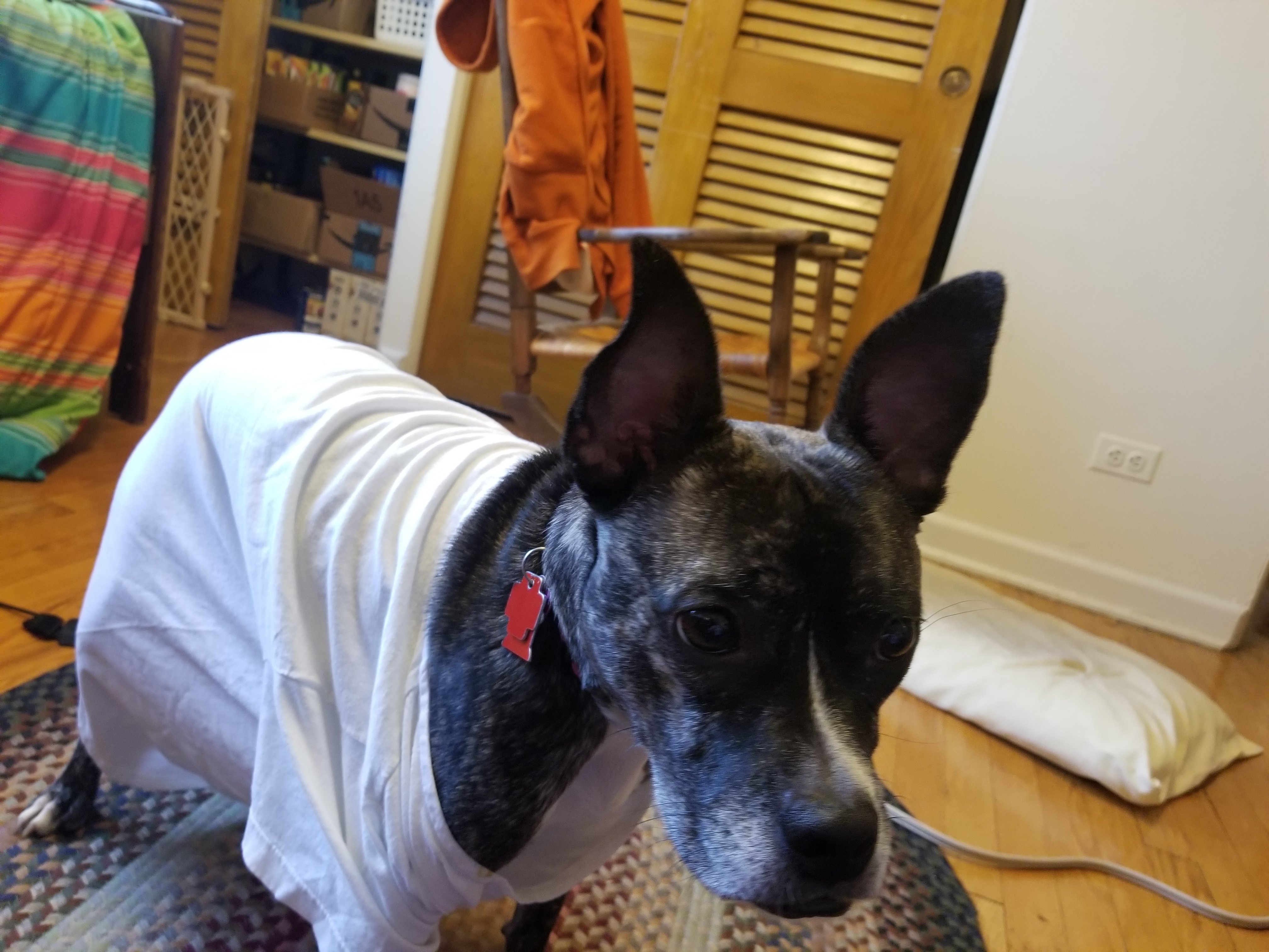 Do You Need a Laugh? Here’s Albie Dog Being Silly | dontcallitbollywood