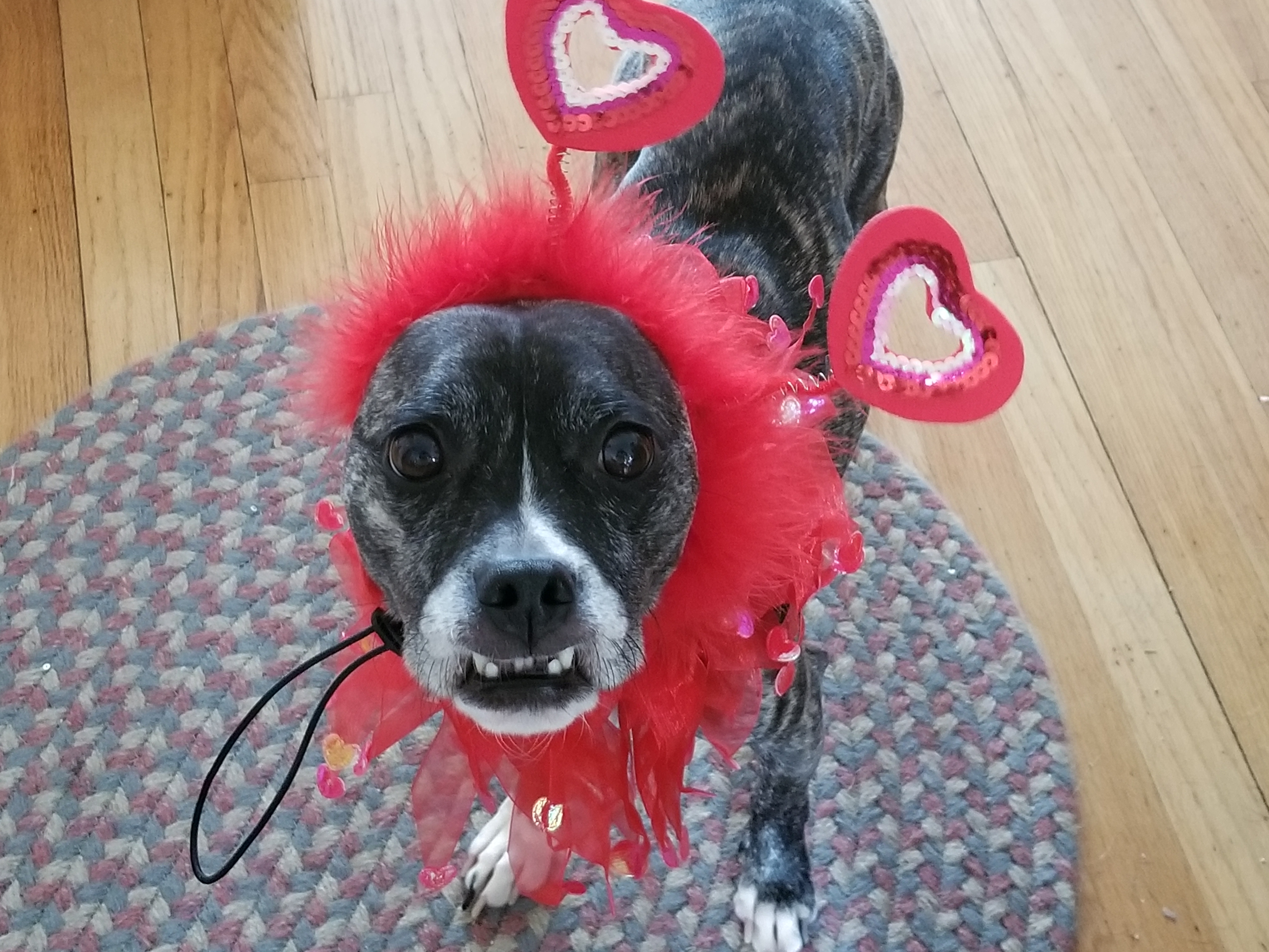 Happy Valentine’s Day! From Me and Albie Dog!!!! | dontcallitbollywood
