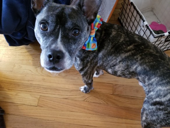 Albie Dog Birthday Bow Tie!!!! | dontcallitbollywood