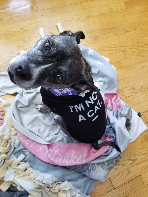 Albie Dog Update: Because I Know You Are All Curious | dontcallitbollywood
