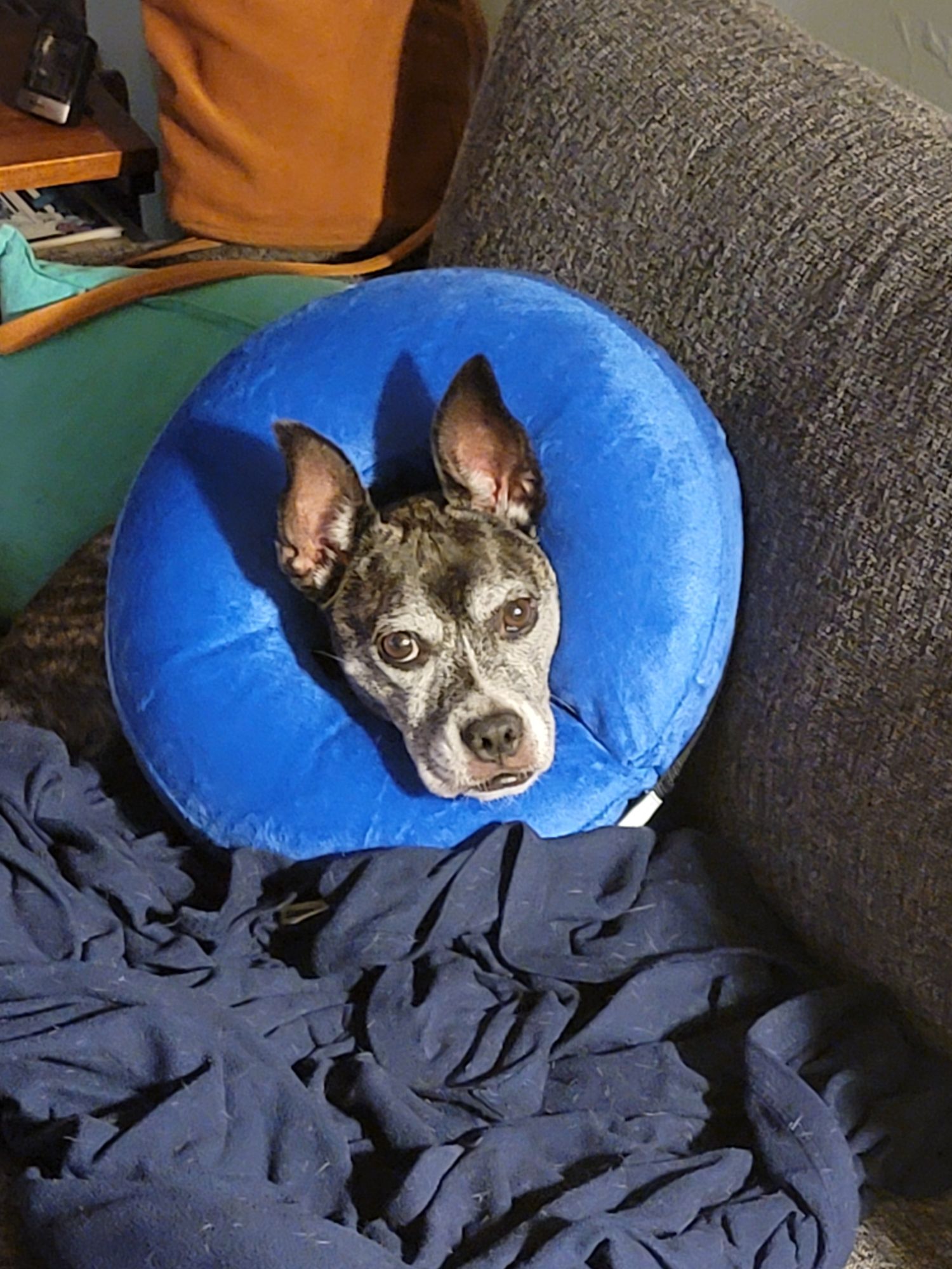 Life Update! With Albie Dog Pictures! | dontcallitbollywood
